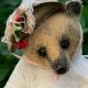 The Original Classic Paddington Bear – Gabrielle Designs – Made in ...